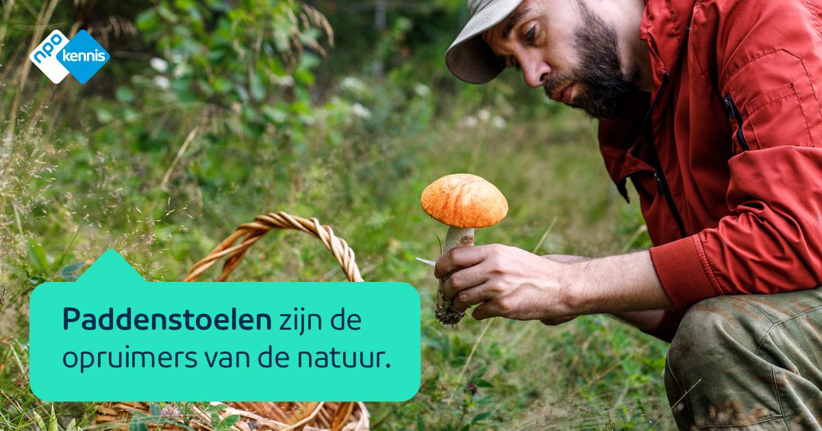 Wat is het nut van paddenstoelen? | NPO Kennis