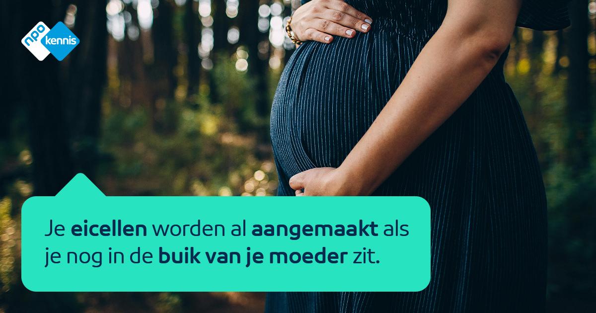Hoeveel eicellen heeft een vrouw? | NPO Kennis
