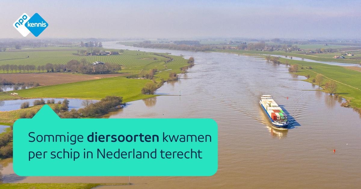 Wat is een invasieve exoot? | NPO Kennis